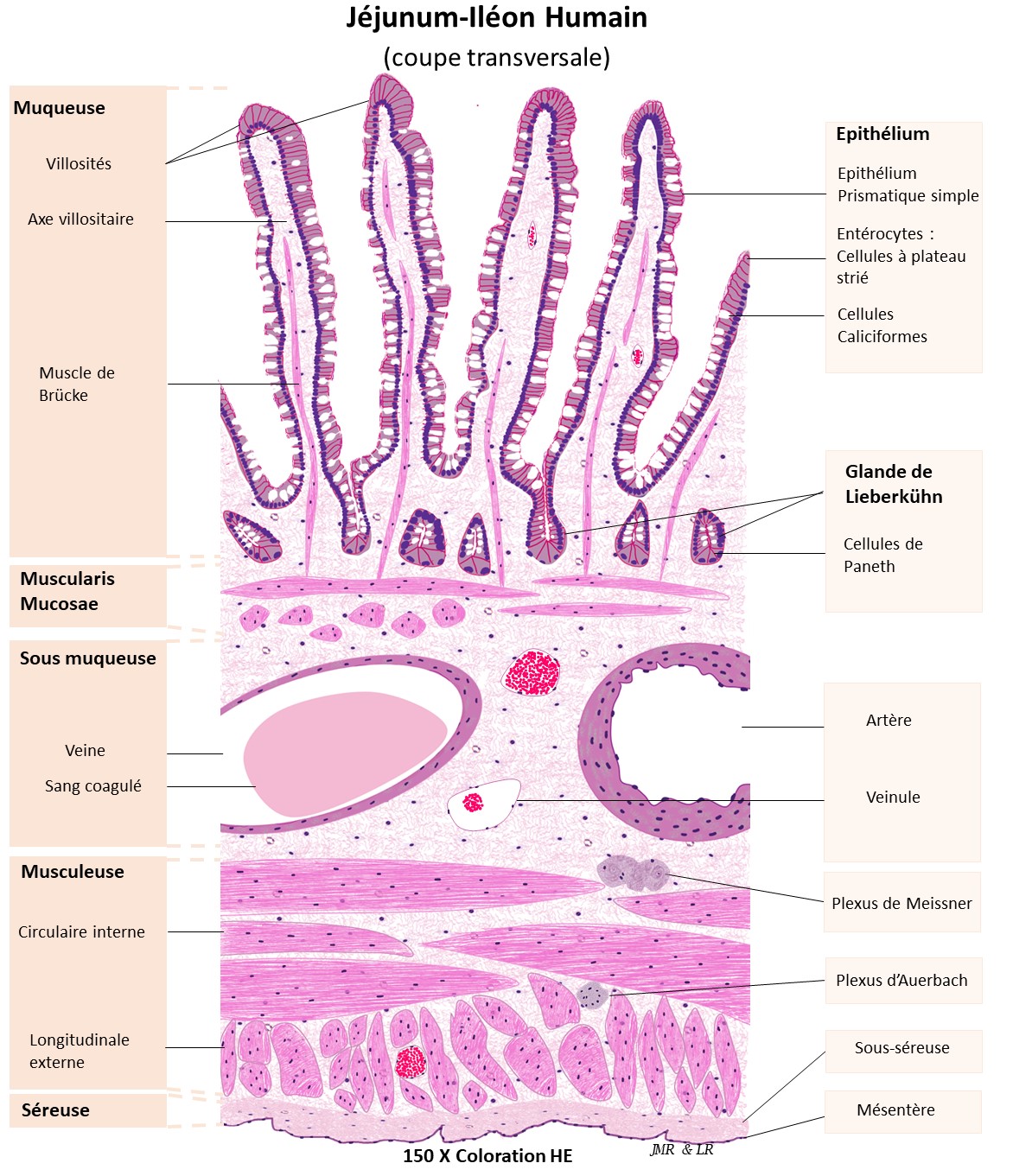 Histologie et pathologie des organes