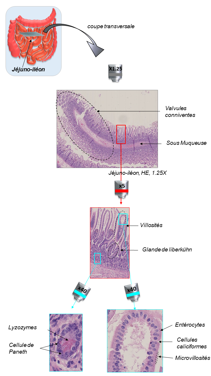 Histologie et pathologie des organes