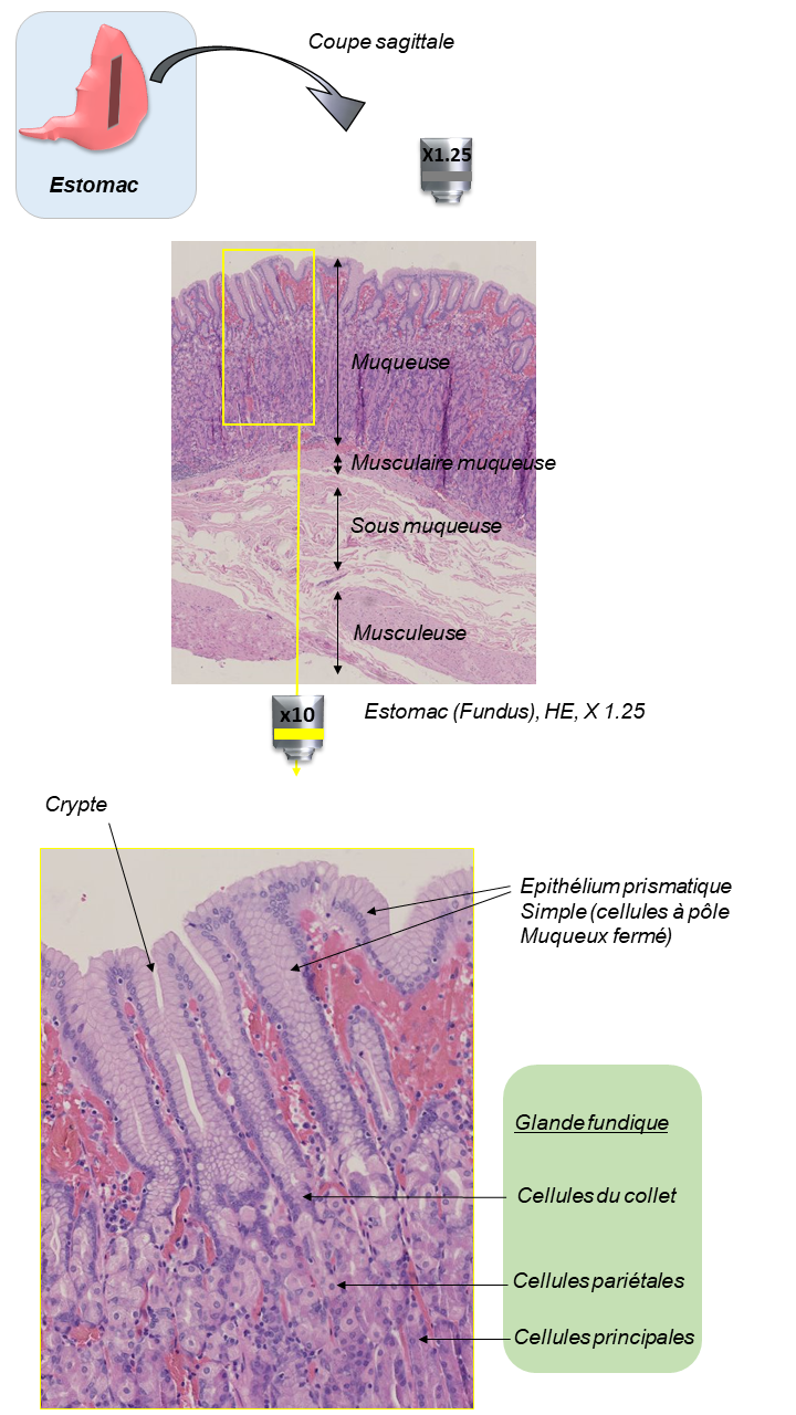 Histologie et pathologie des organes