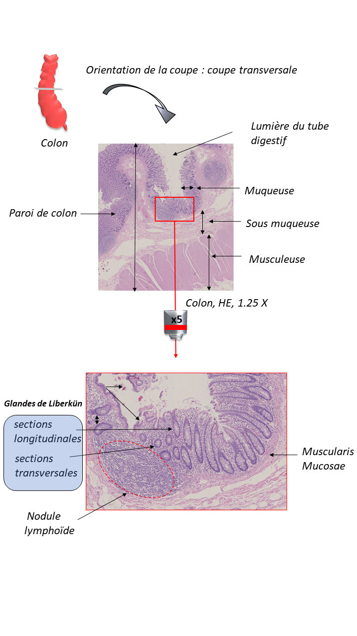 Histologie et pathologie des organes