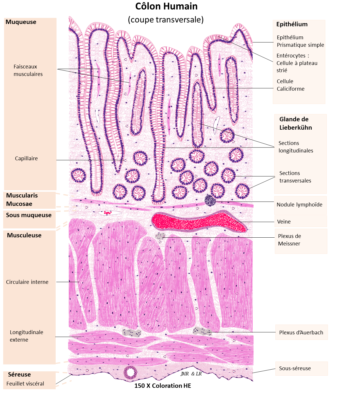 Histologie et pathologie des organes