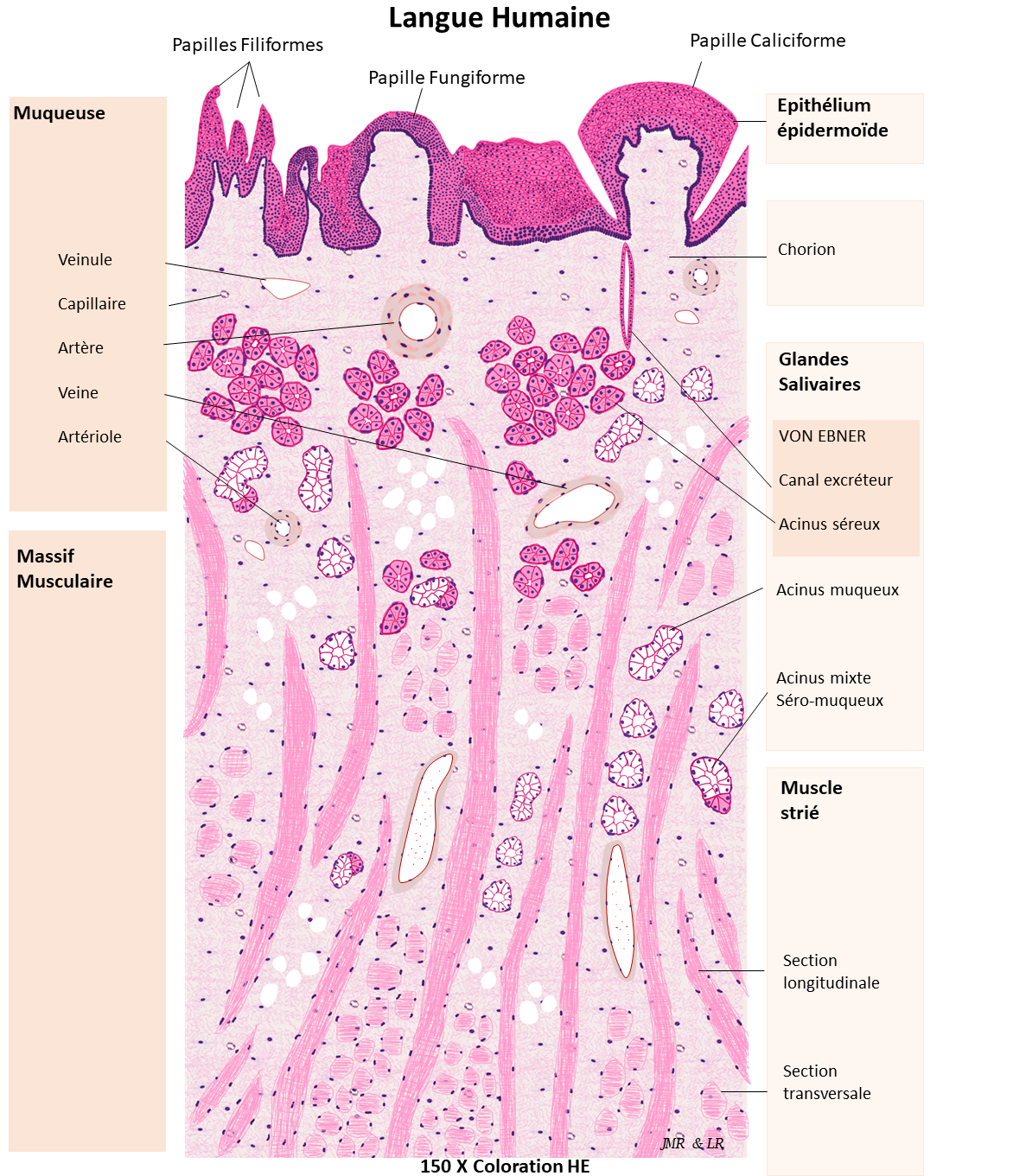 Histologie et pathologie des organes