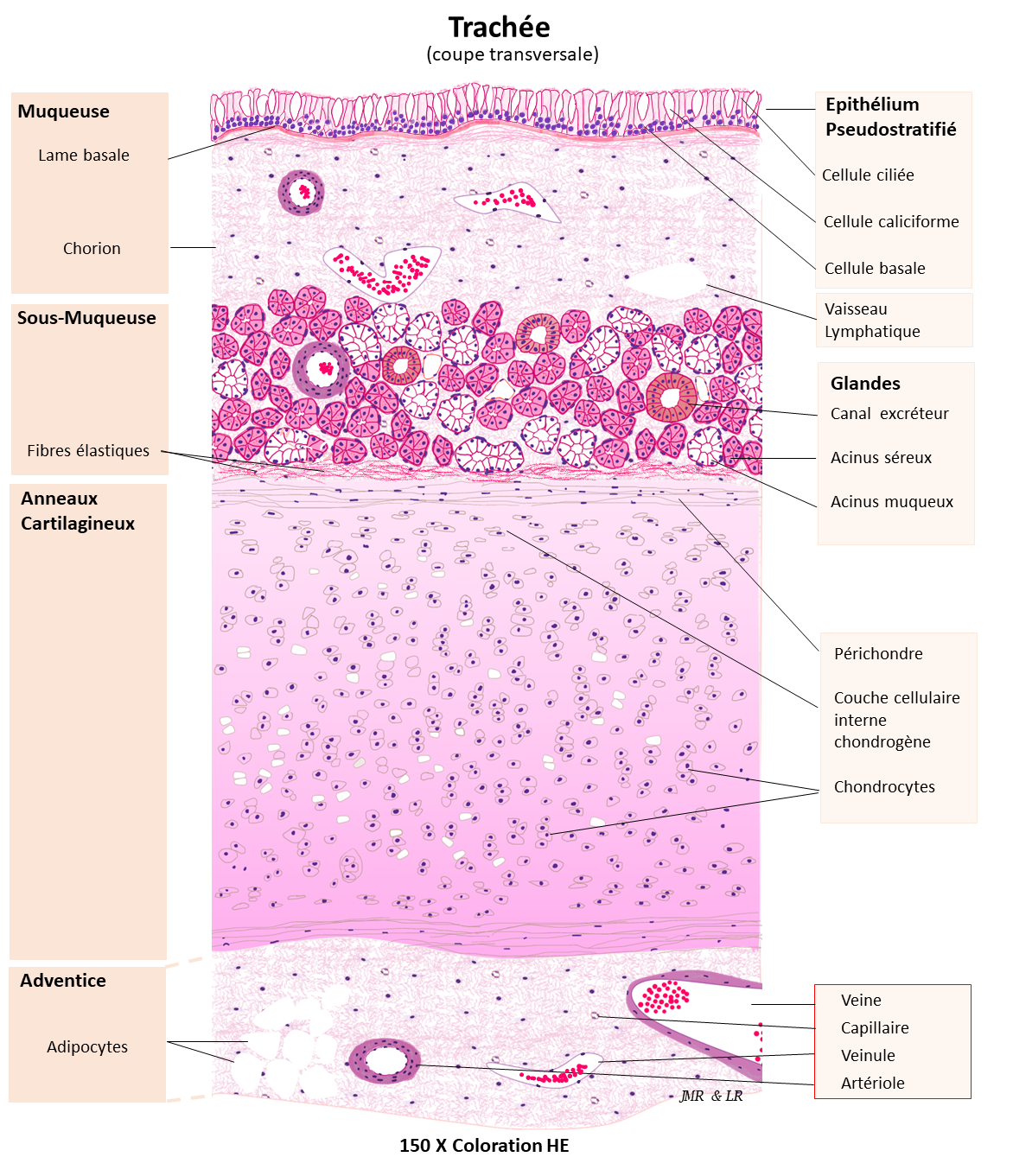 Histologie et pathologie des organes