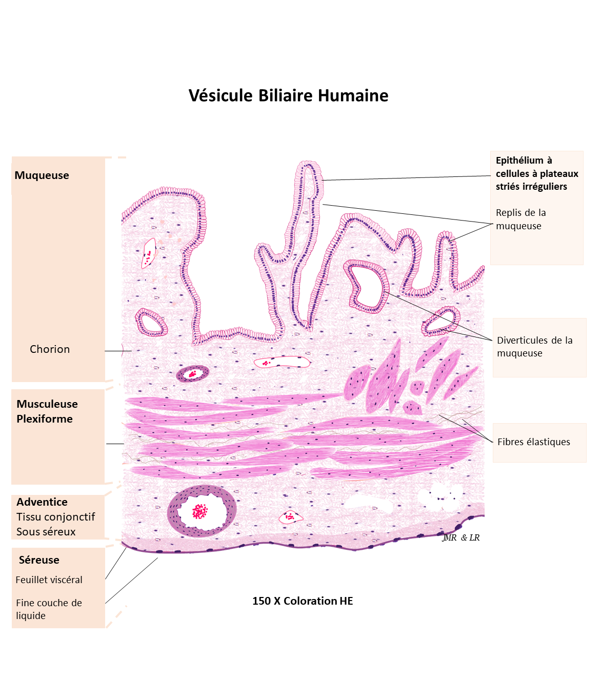 Histologie et pathologie des organes