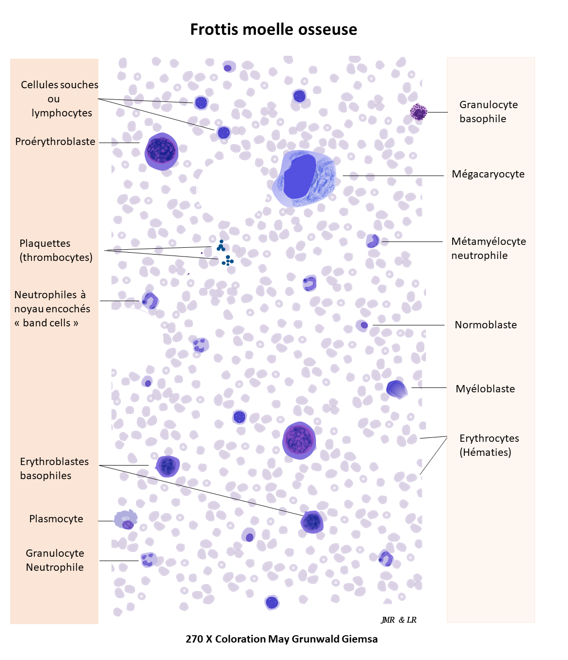 Histologie et pathologie des organes