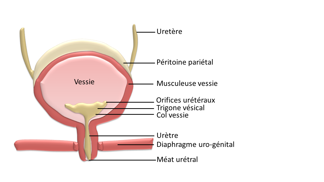 Histologie et pathologie des organes