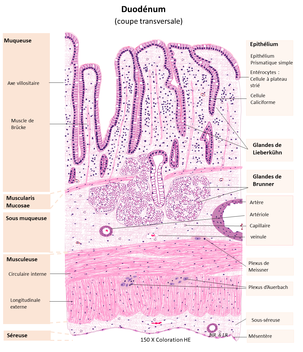 Histologie et pathologie des organes