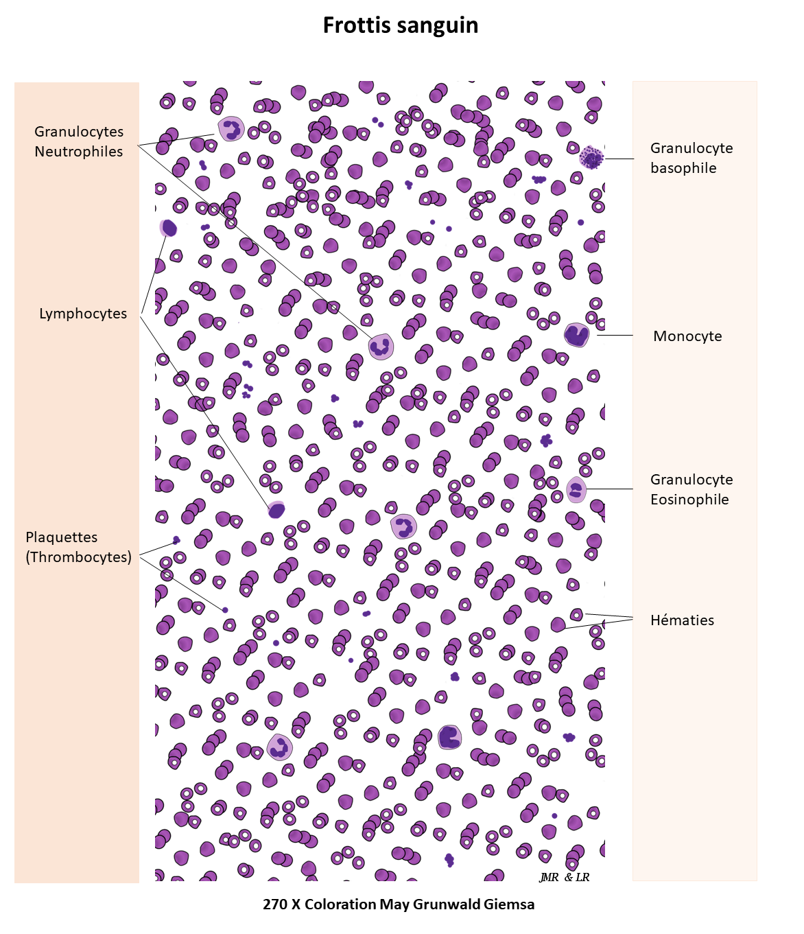 Histologie et pathologie des organes
