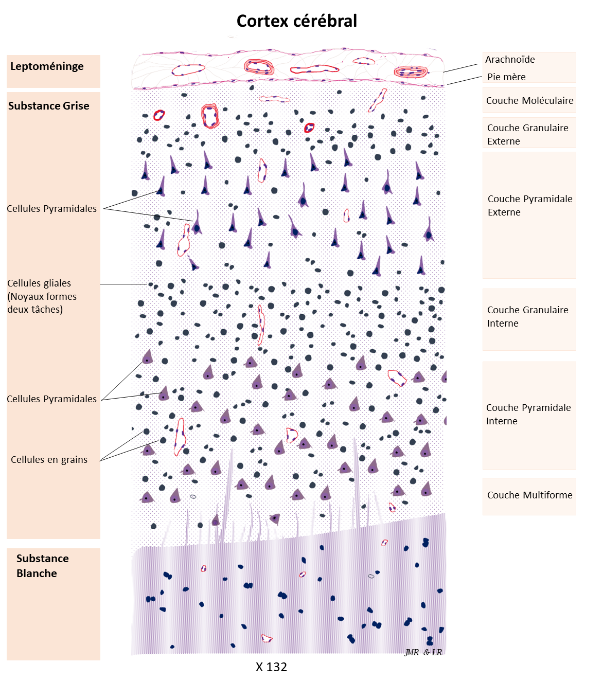 Histologie et pathologie des organes