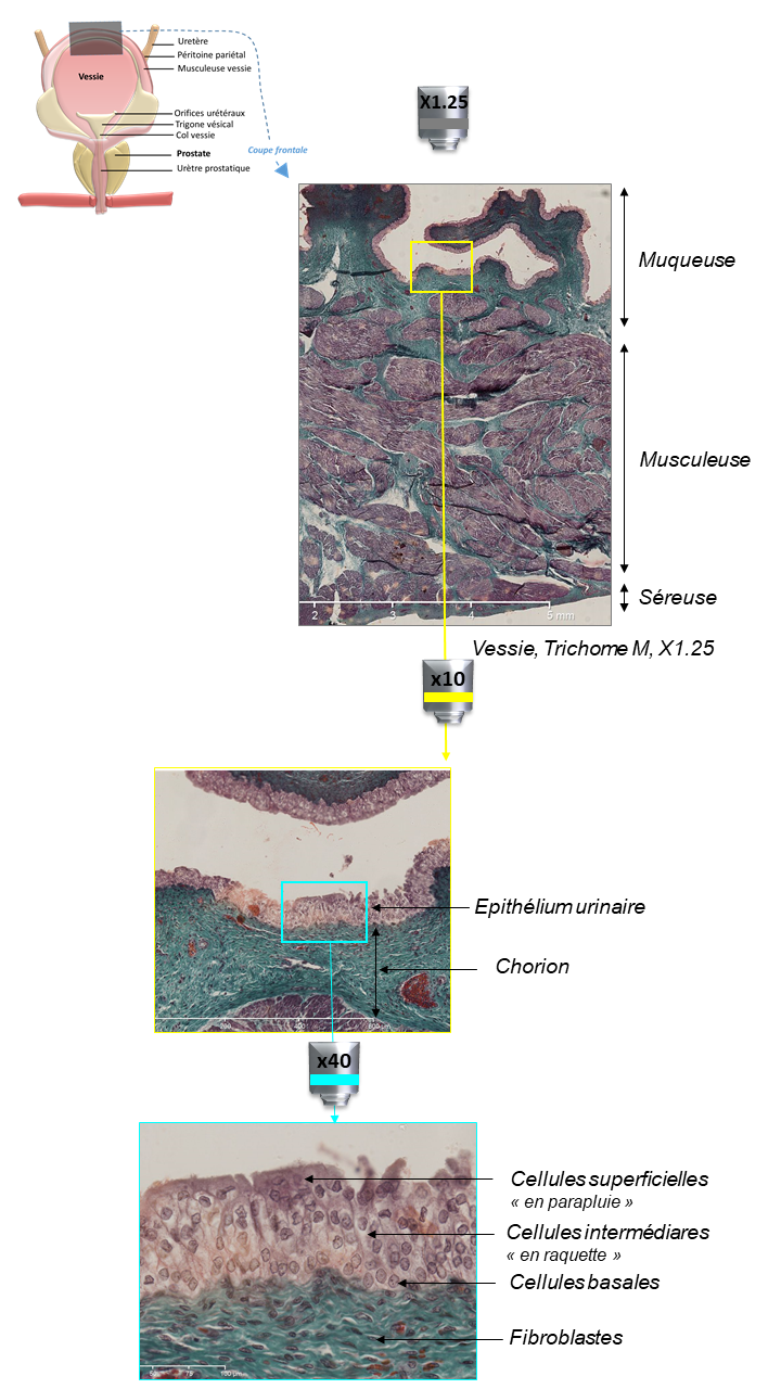 Histologie et pathologie des organes