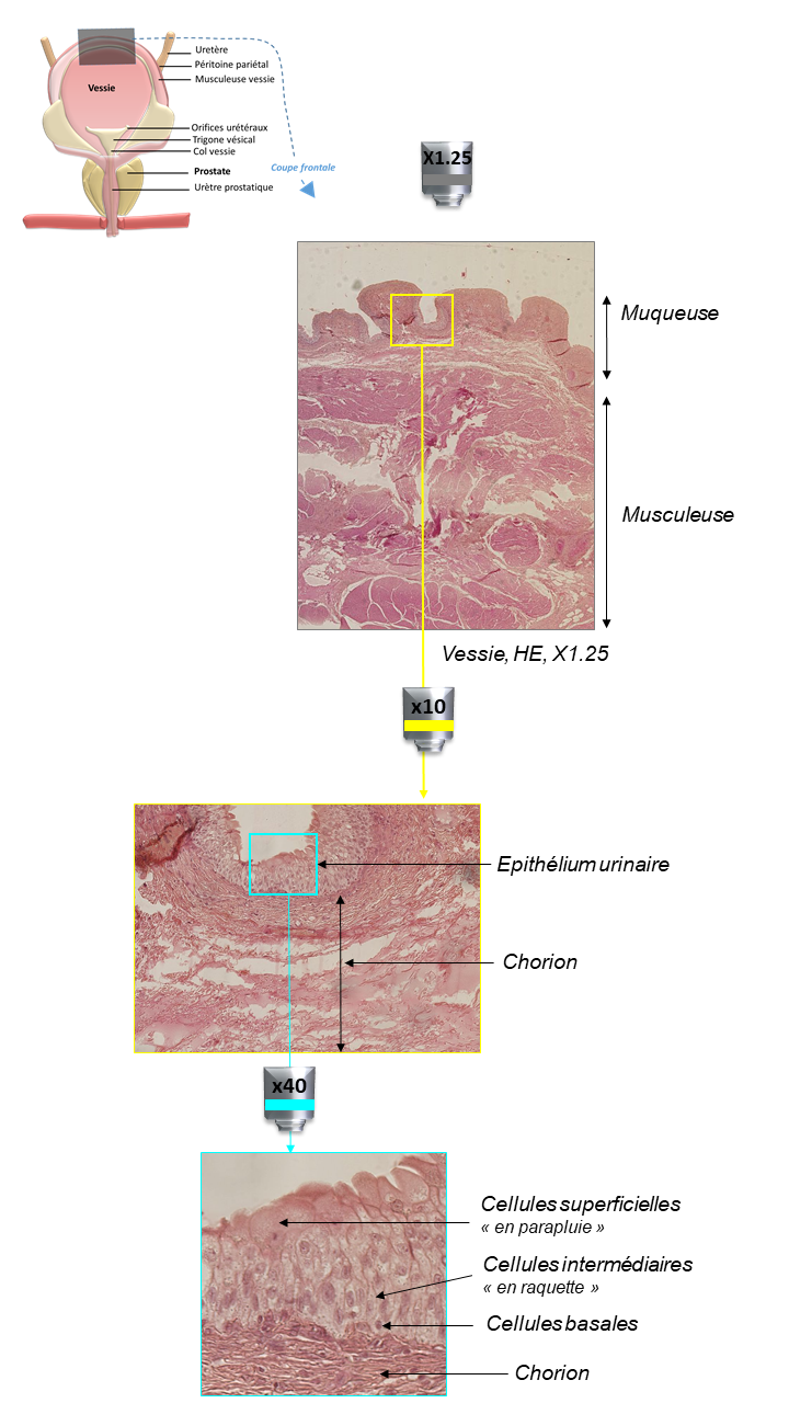 Histologie et pathologie des organes