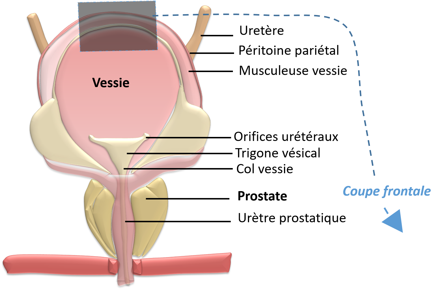 Histologie et pathologie des organes