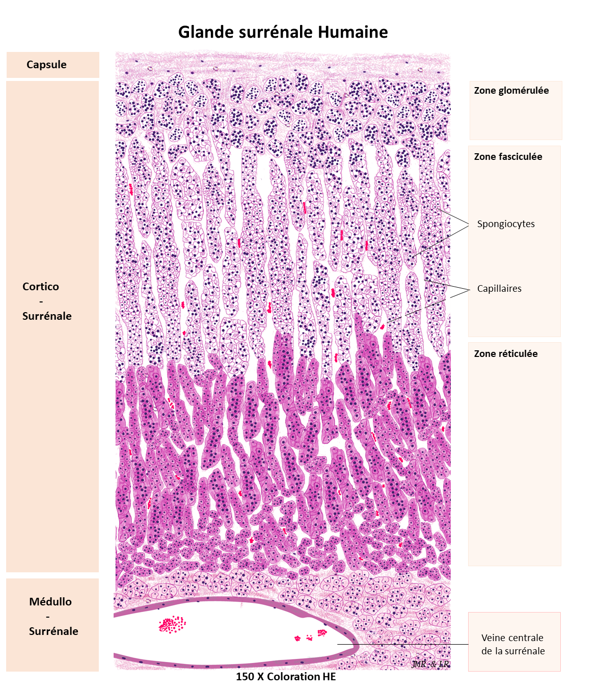 Histologie et pathologie des organes