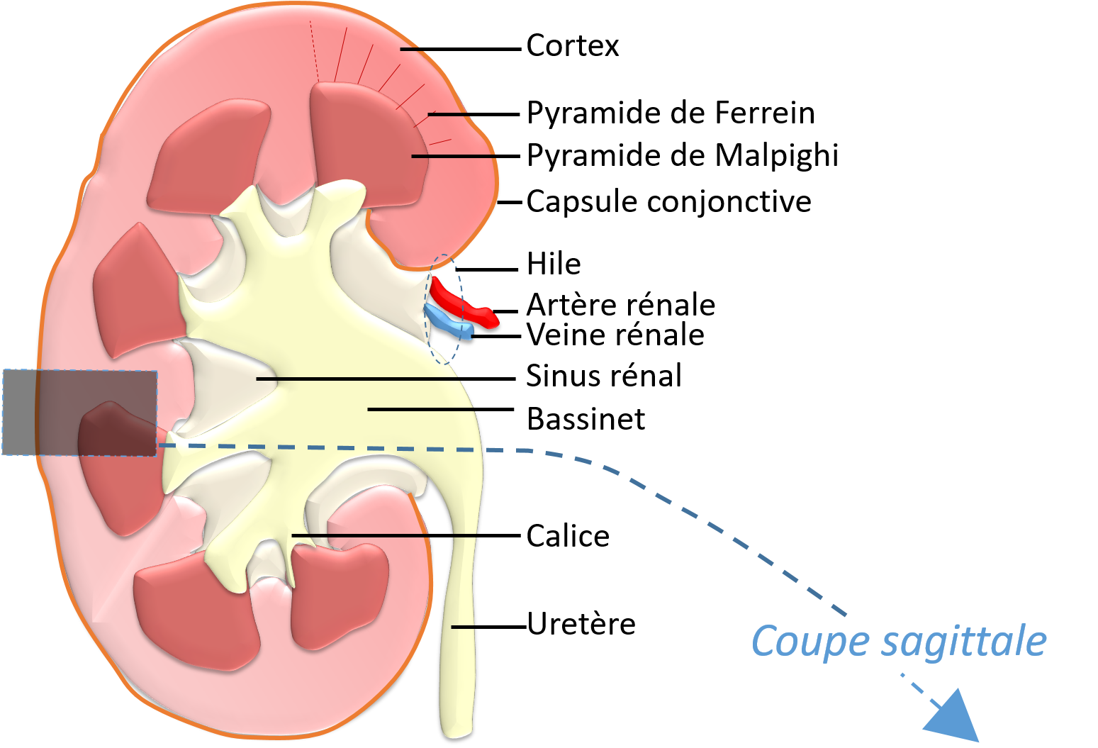 Histologie et pathologie des organes