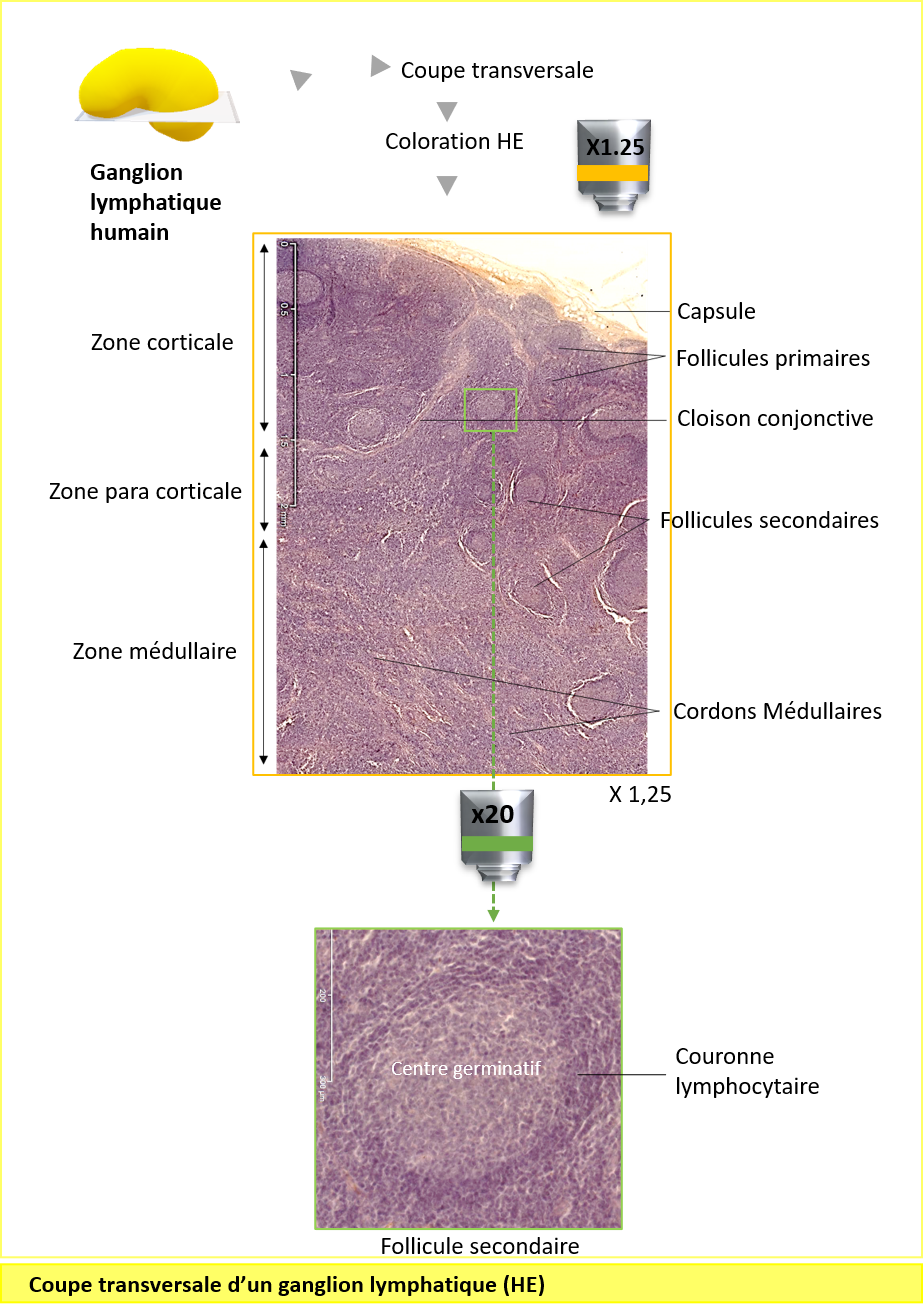 Histologie et pathologie des organes