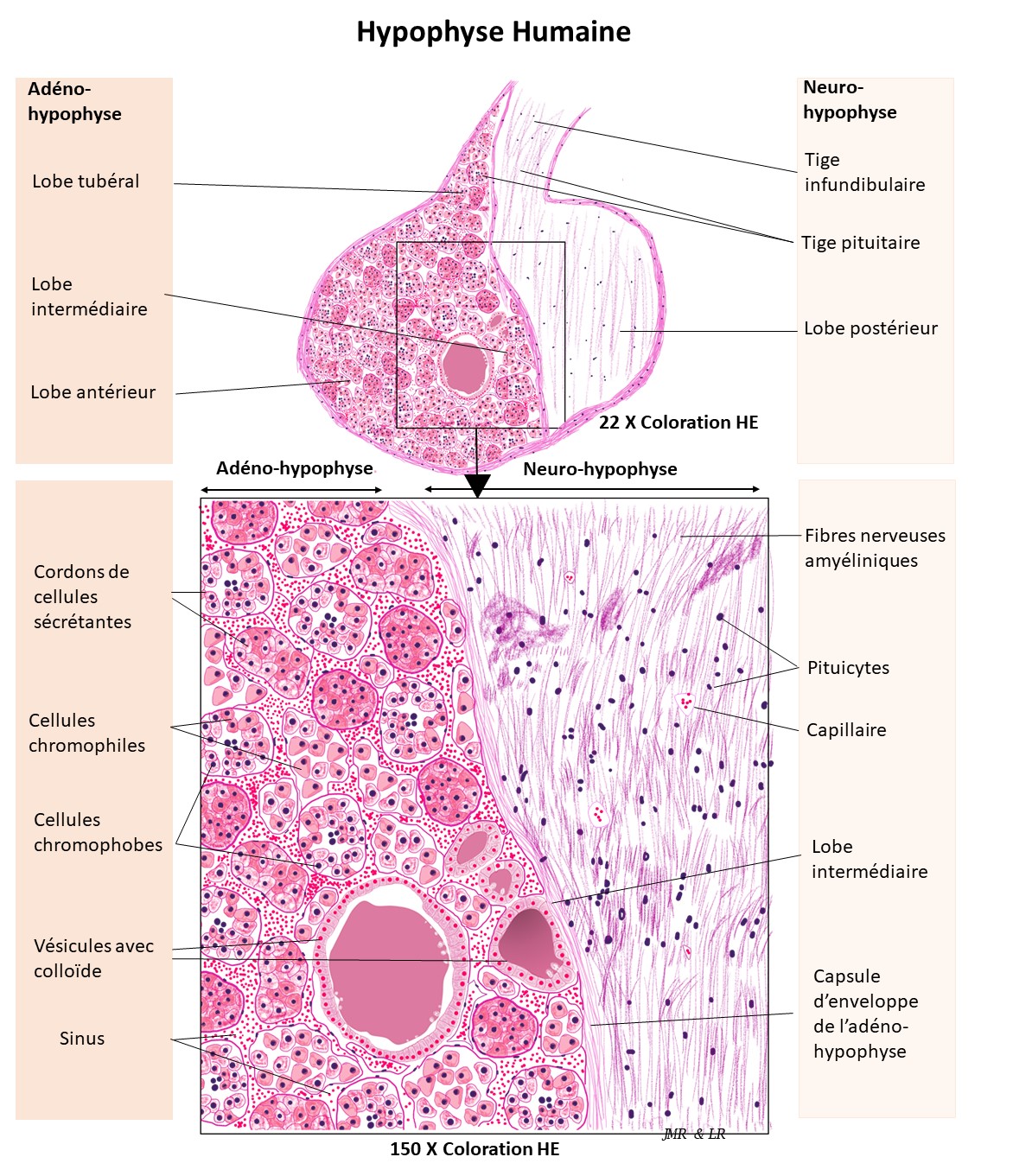 Histologie et pathologie des organes