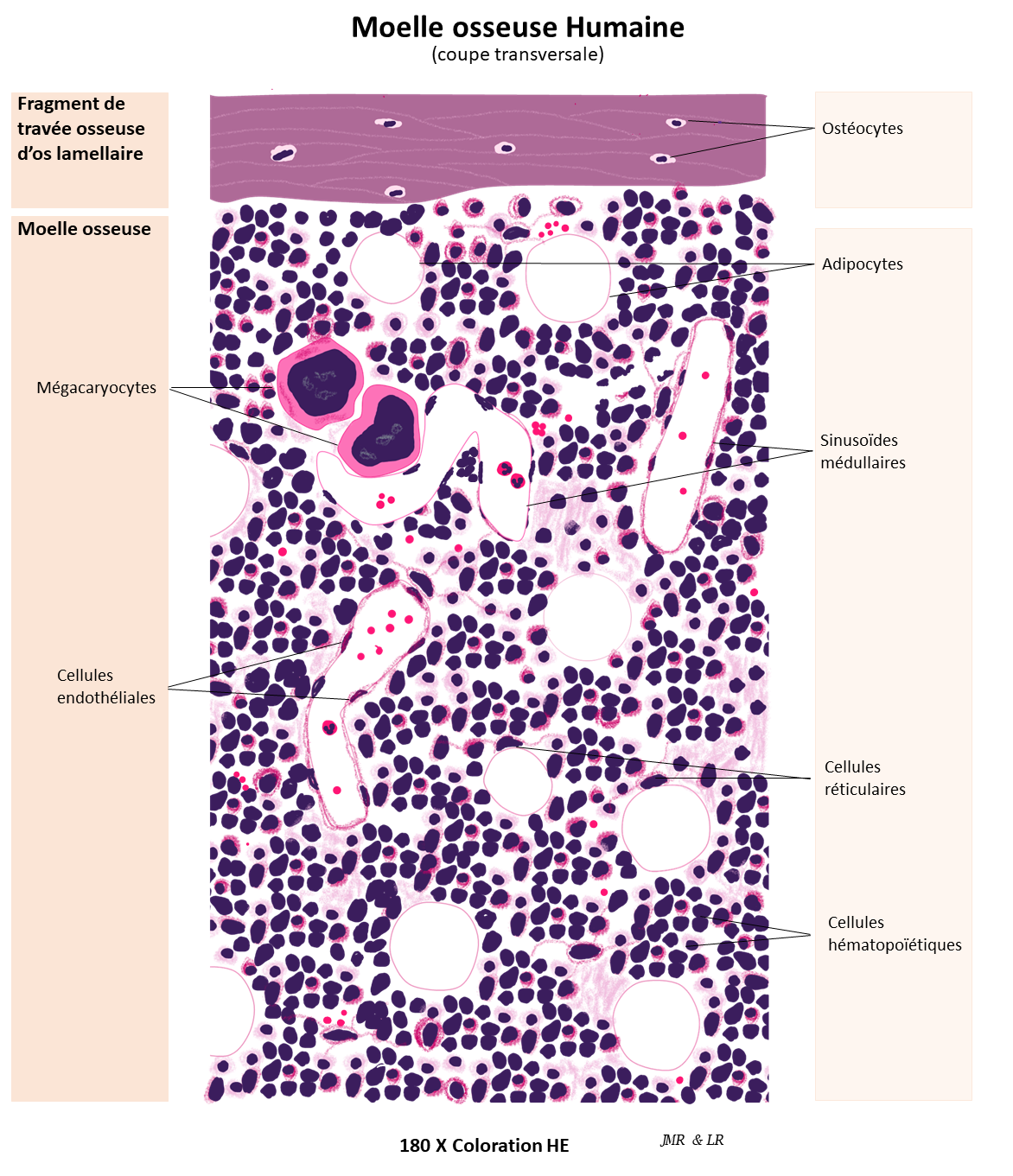 Histologie et pathologie des organes
