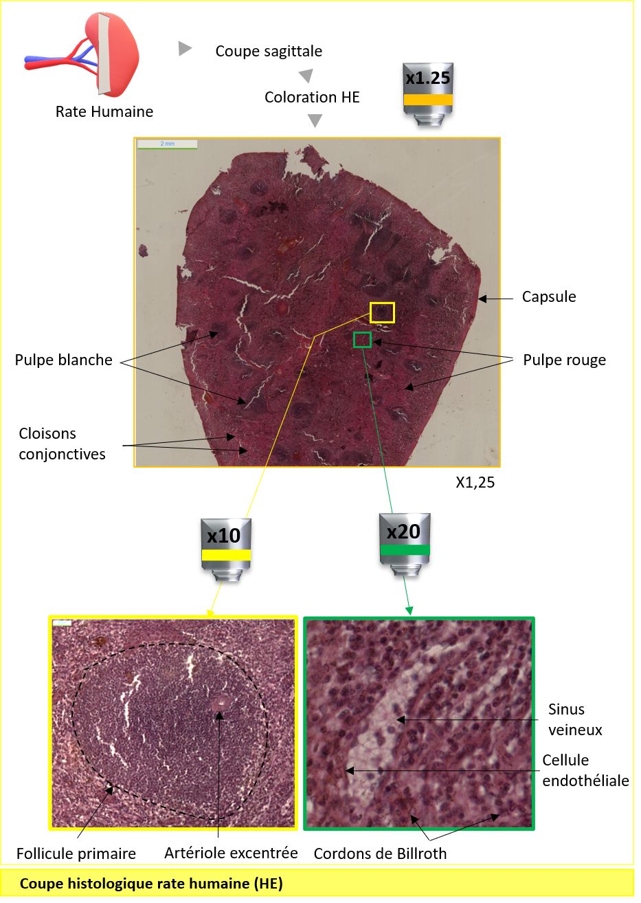 Histologie et pathologie des organes